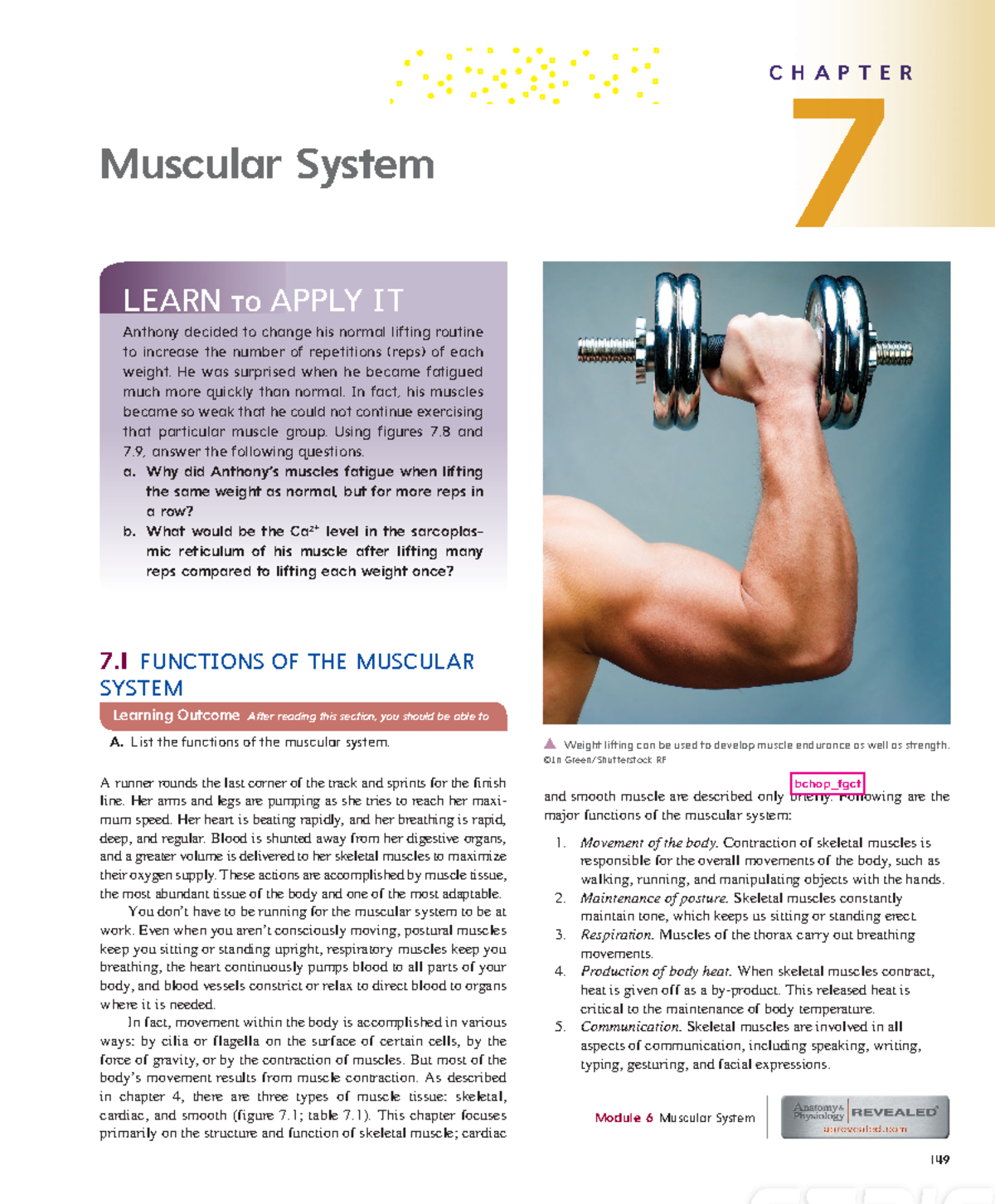 Chapter 7 [ Muscular System anaphy] - 149 C H A P T E R 7 Muscular System Module 6 Muscular ...