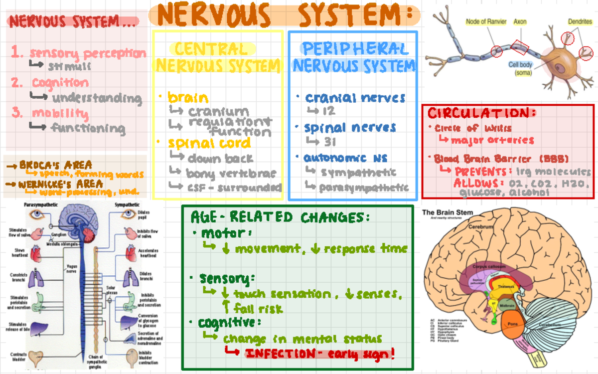 Nervous System Notes (Week 7) - NERVOUS SYSTEM : NERVOUS SYSTEM ...