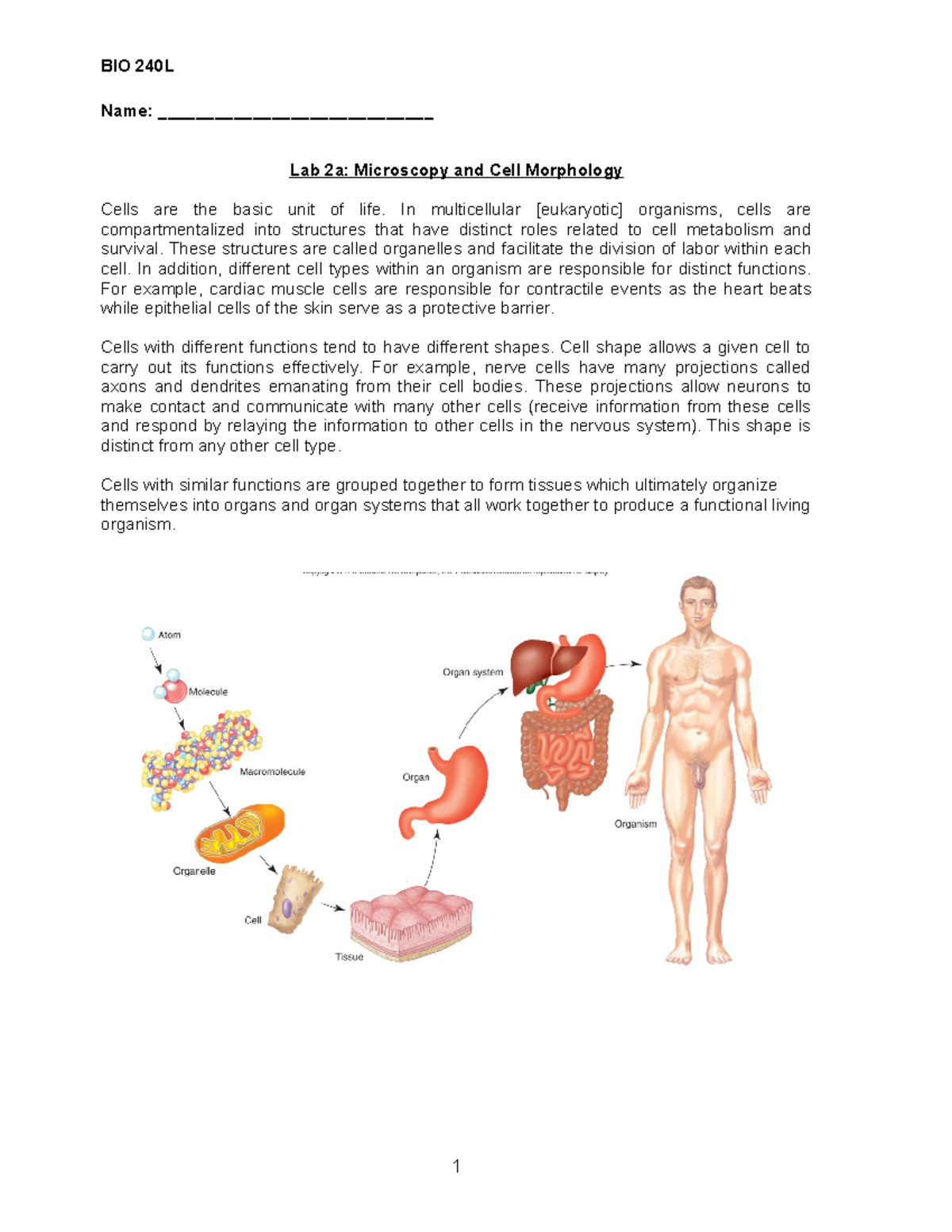 Lab+2 Cellular Morphology Transport - Name: _____________________________ Lab 2a: Microscopy and ...