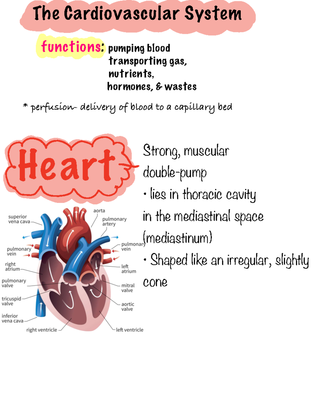 Cardiovascular System - air Heart The Cardiovascular System functions ...