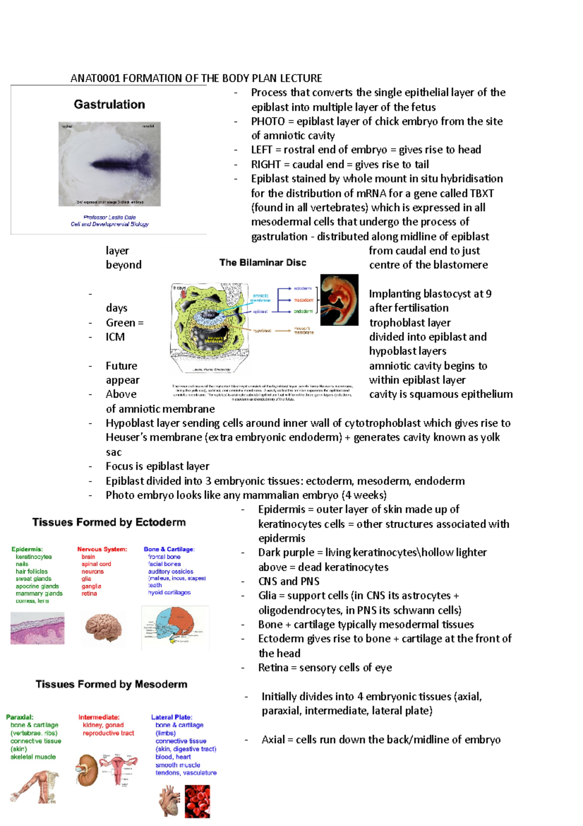 ANAT0001 Formation OF THE BODY PLAN Lecture - FORMATION OF THE BODY ...
