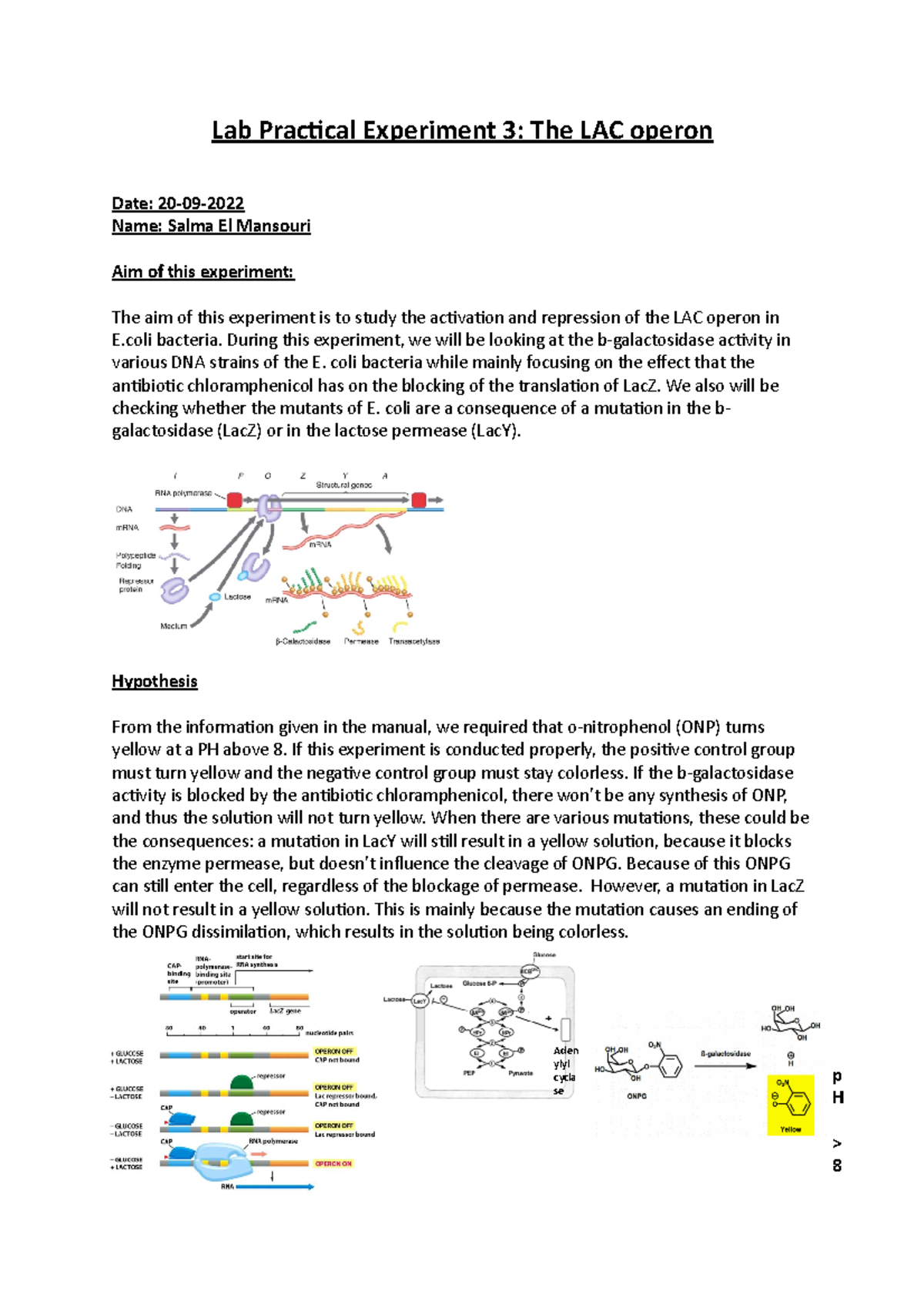 Experiment 3 genetics - Lab Practical Experiment 3: The LAC operon Date ...