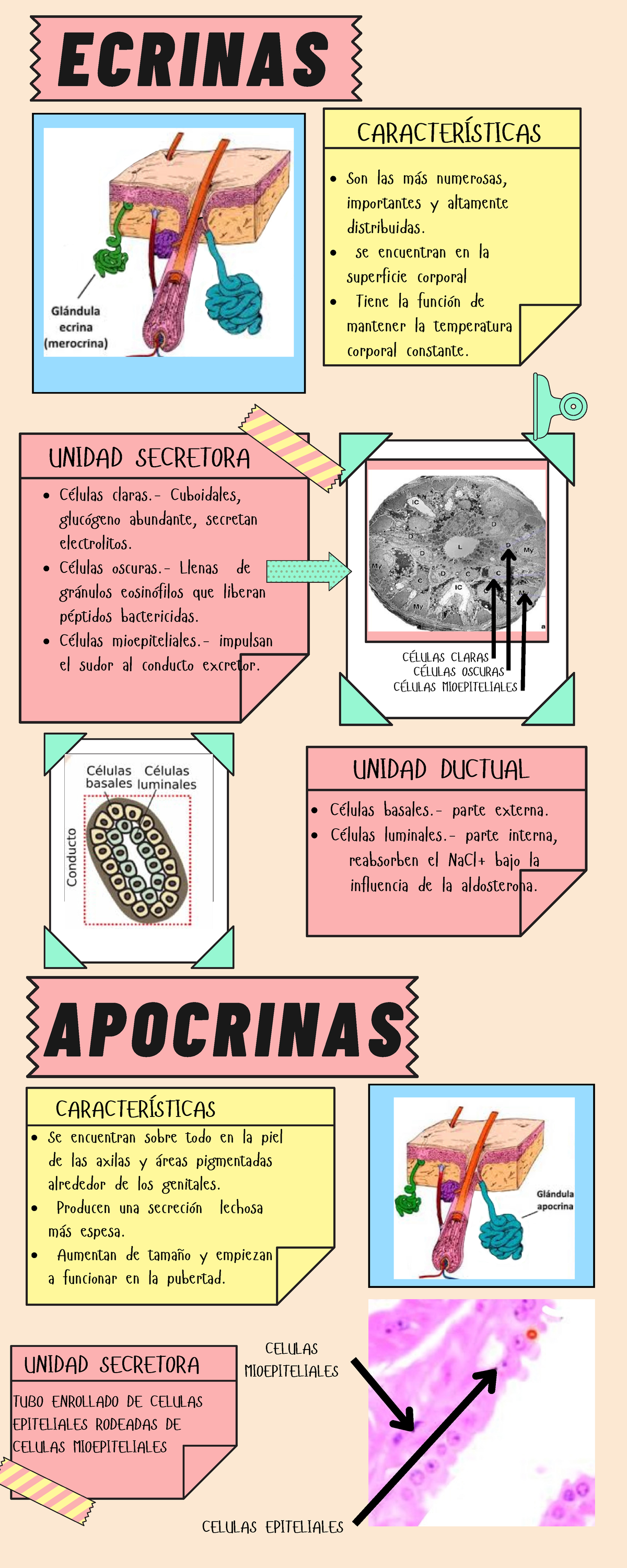 Ecrinas tegumentario, infografia - CELULAS MIOEPITELIALES ECRINAS ...