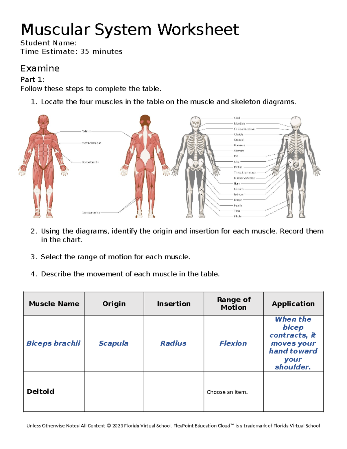 Muscular system worksheet - Muscular System Worksheet Student Name ...