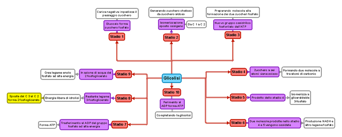Glicolisi - mappa concettuale - Glicolisi Stadio 1 Glucosio forma ...