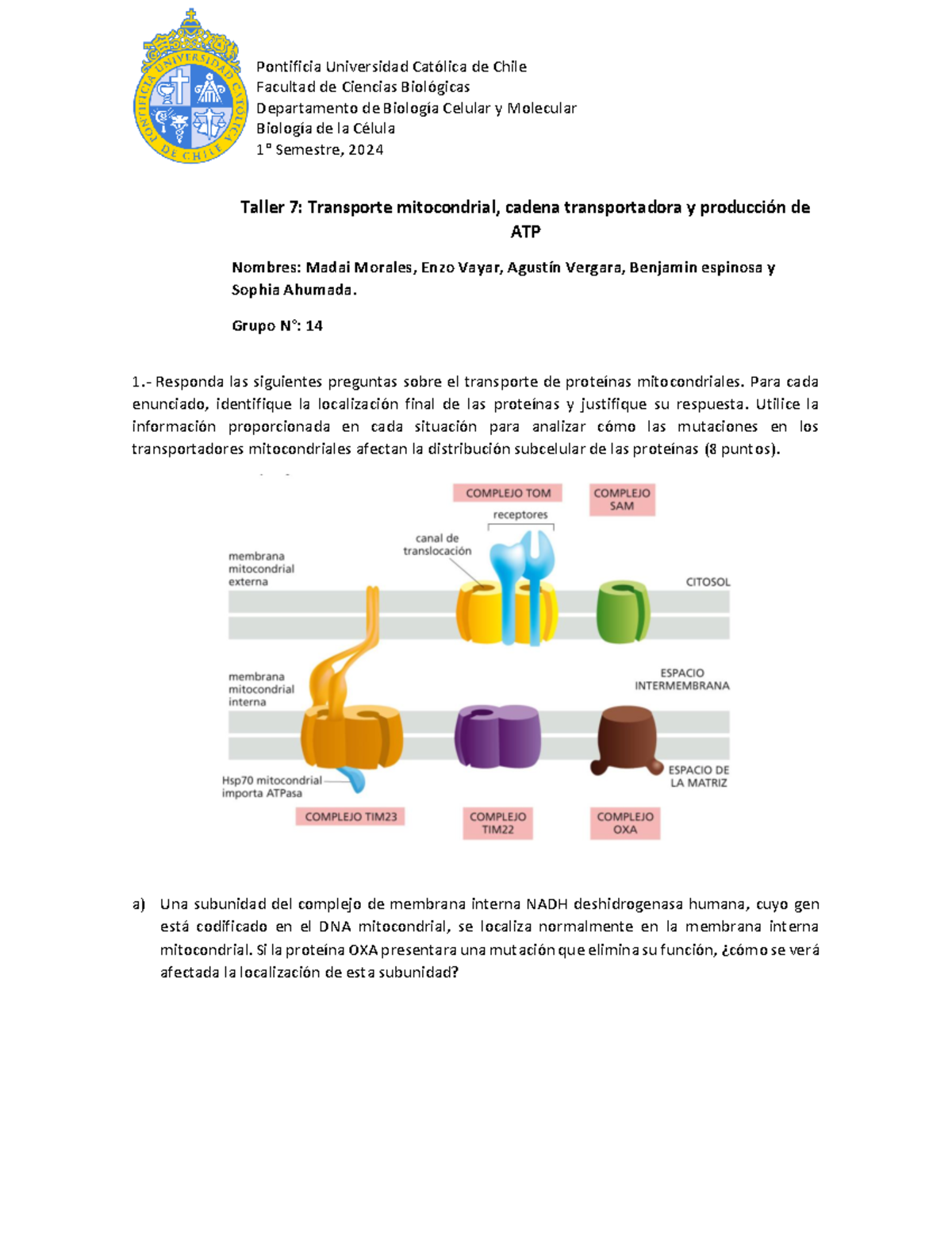 Taller 7 biocel transporte mitocondrial - Pontificia Universidad ...