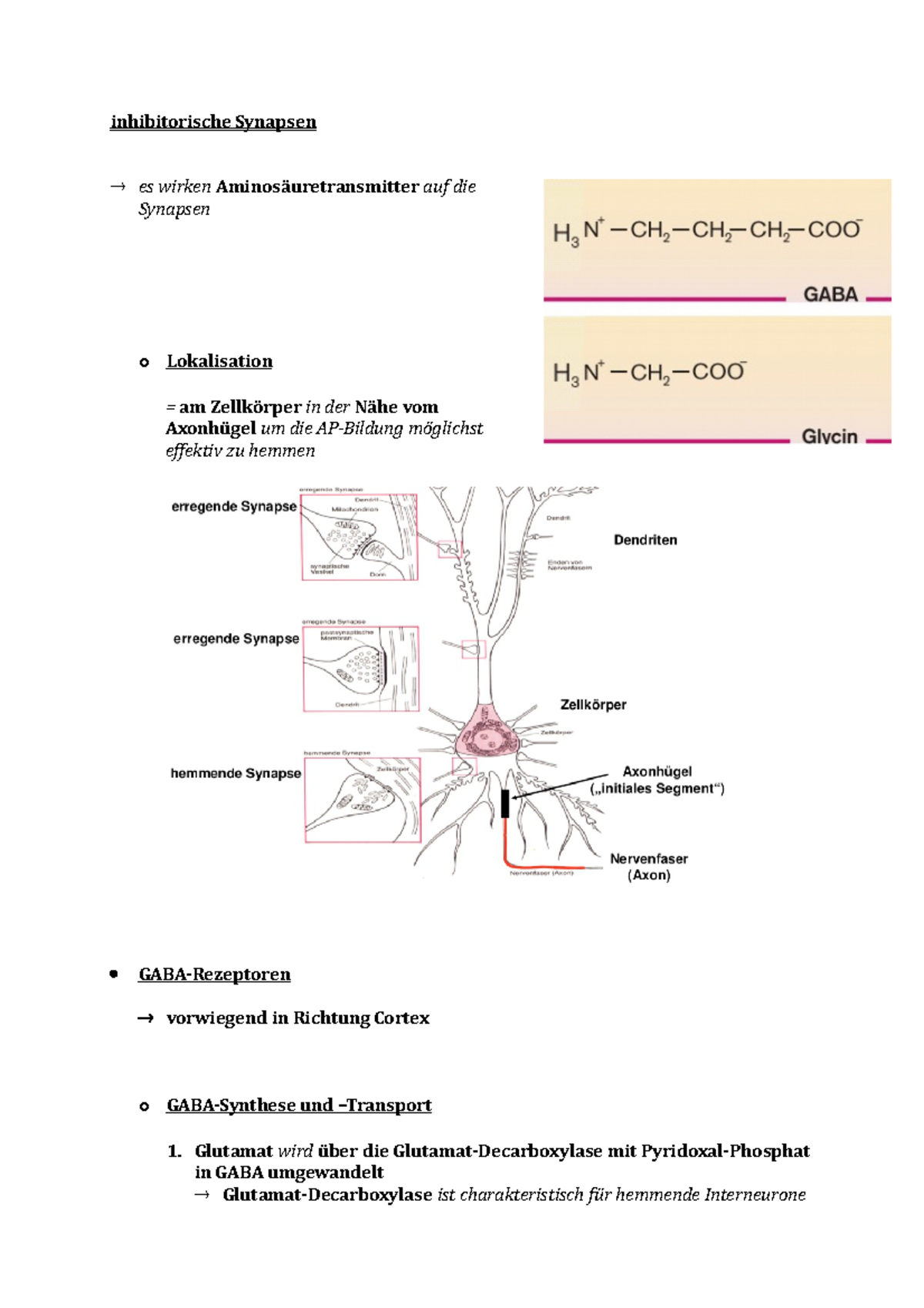 Inhibitorische Synapsen - inhibitorische Synapsen es wirken ...