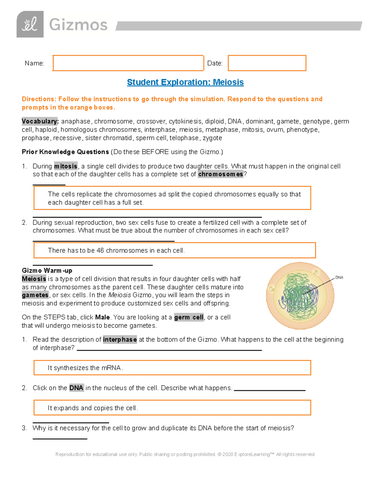 Meiosis gizmo answer - Name: Date: Student Exploration: Meiosis ...