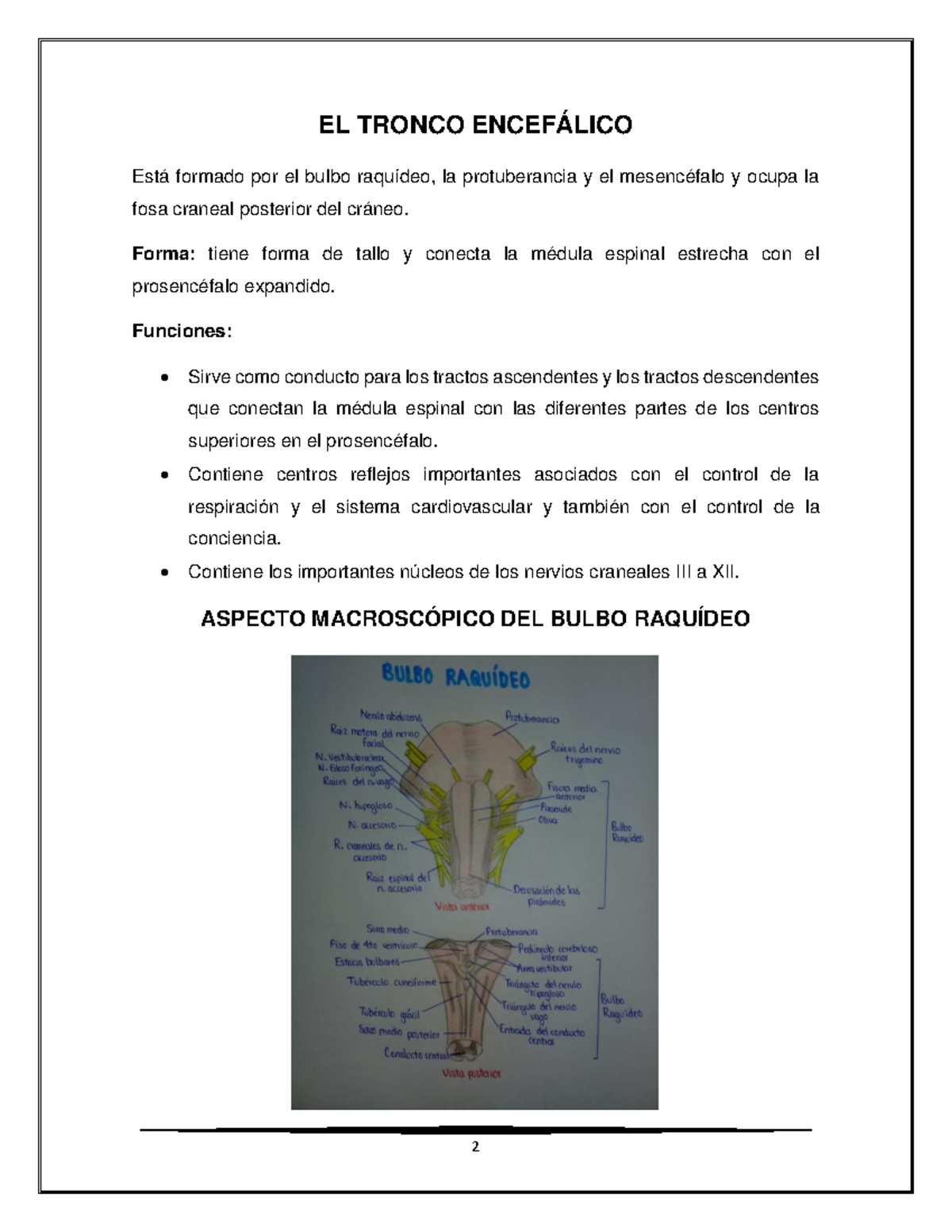 Tronco encefálico resumen - Warning: TT: undefined function: 22 EL TRONCO ENCEFÁLICO Está ...