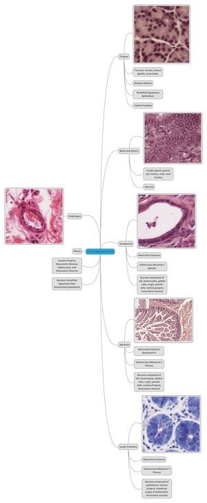 Lab 4 Mindmap - Lab 4: Specialized Connective Tissue Elastic Cartillage ...