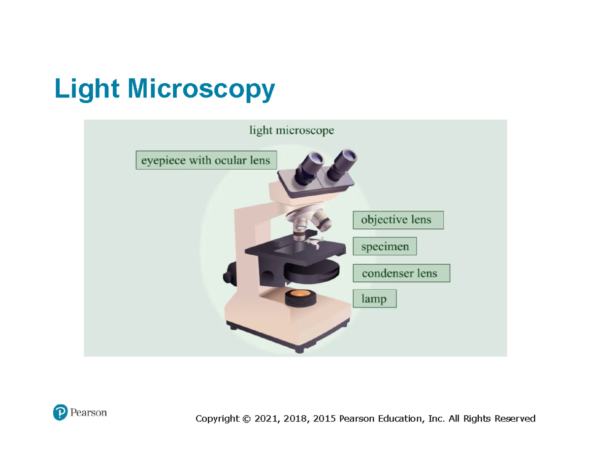 Ch 4 Student Notes Slides 23-35 - Light Microscopy Microscopy (10 of 12 ...