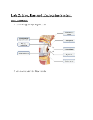 Lab 5 Anatomy of the blood vessels - Lab 5 – Anatomy of Blood Vessels 1 ...