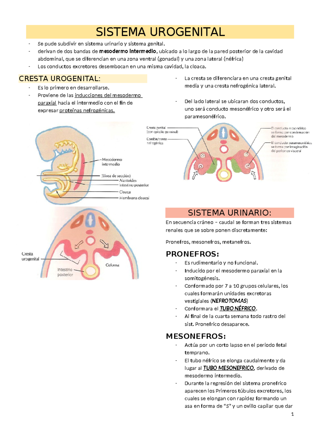 Sistema Urogenital-embrio - SISTEMA UROGENITAL - Se pude subdivir en sistema urinario y sistema ...