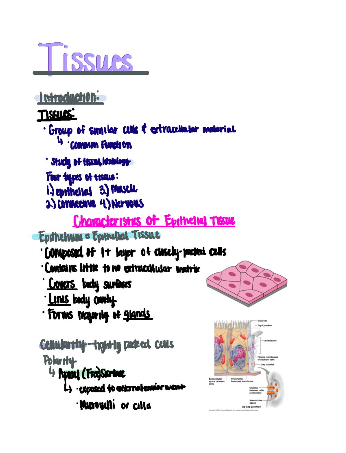 Ch 5 Histology Tissues - Tissues Introduction Tissues Group of similar ...