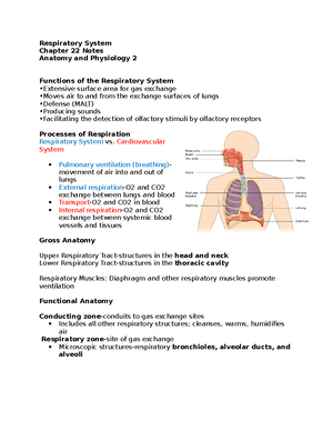 Anatomy Study Guide Exam 2 (Ch 17, 18, and 19) - Study Guide Exam 2 ...