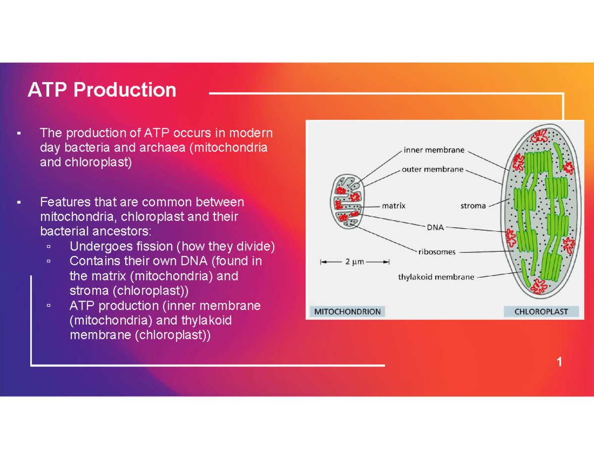 Atp Production Synthesize Atp 1 Atp Production The Production Of