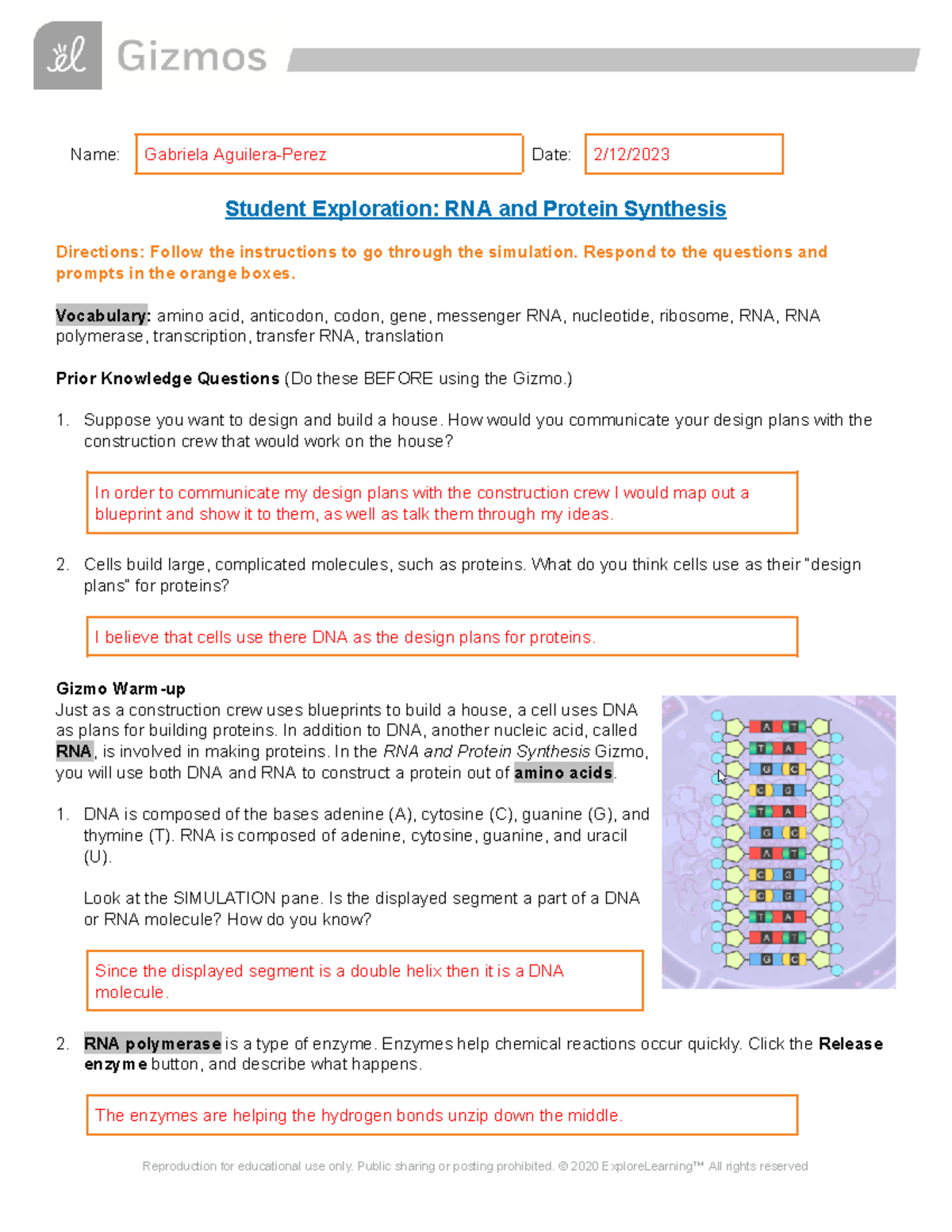 RNAProtein Synthesis SE - Name: Gabriela Aguilera-Perez Date: 2/12 ...