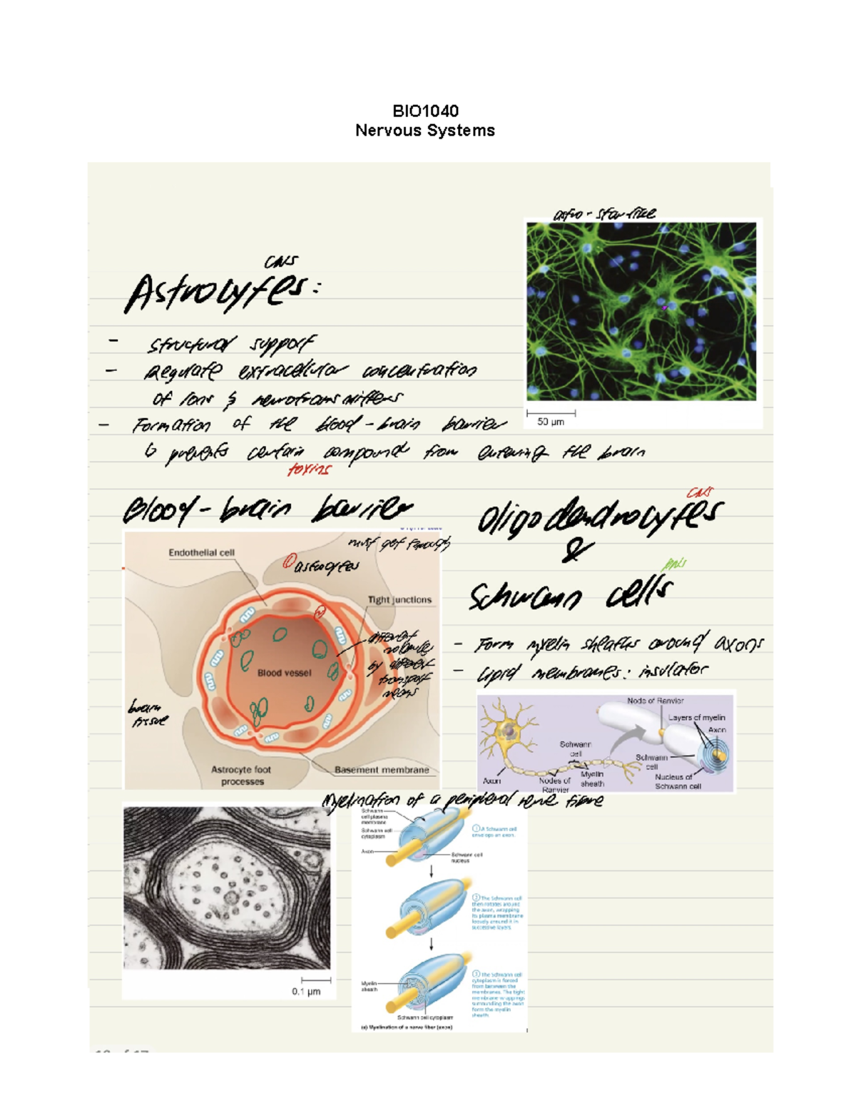 BIO1040 module 2 lecture notes (Nervous System) - BIO Nervous Systems ...