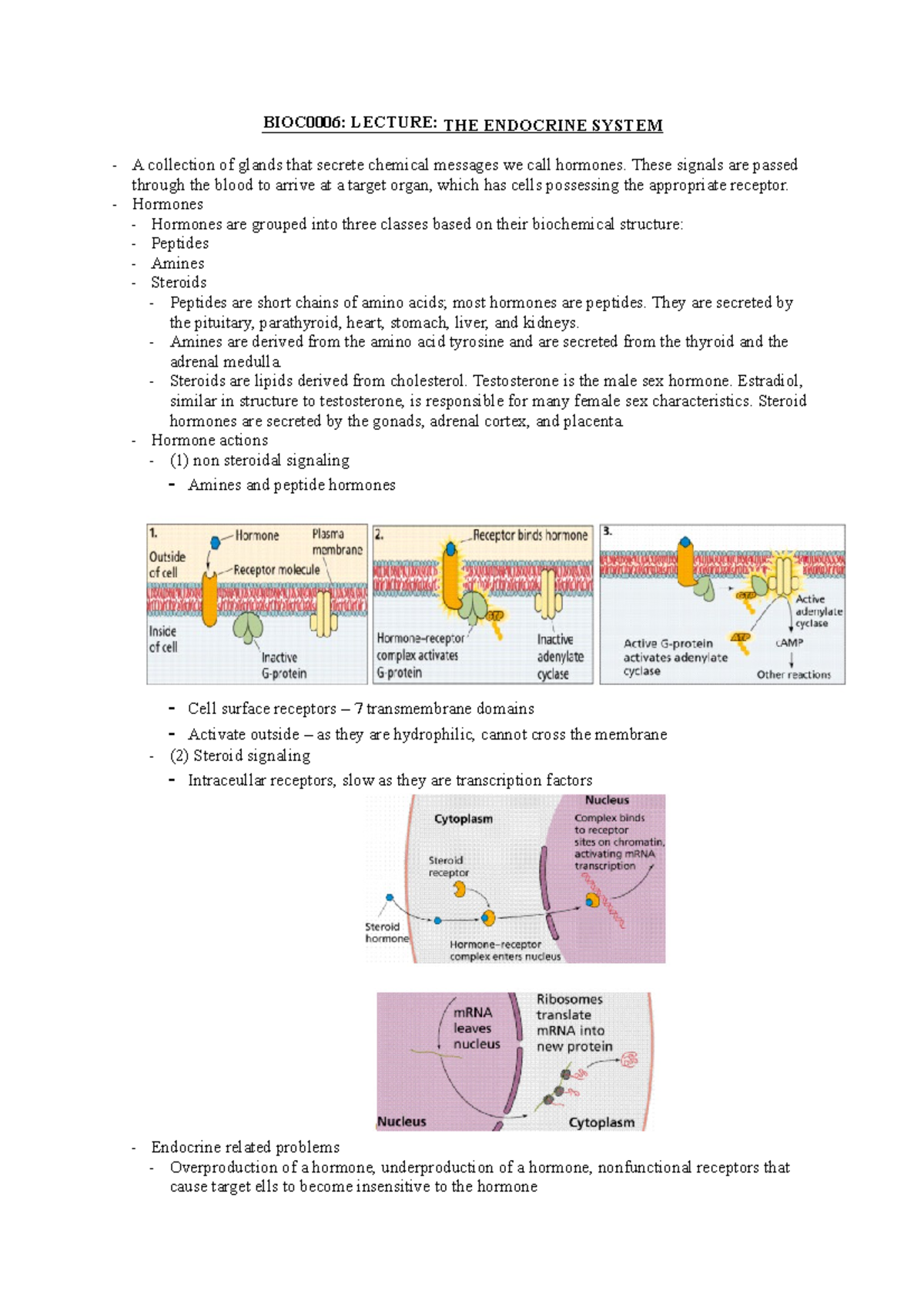BIOC0006 endocrine system - BIOC0006: LECTURE: THE ENDOCRINE SYSTEM A ...