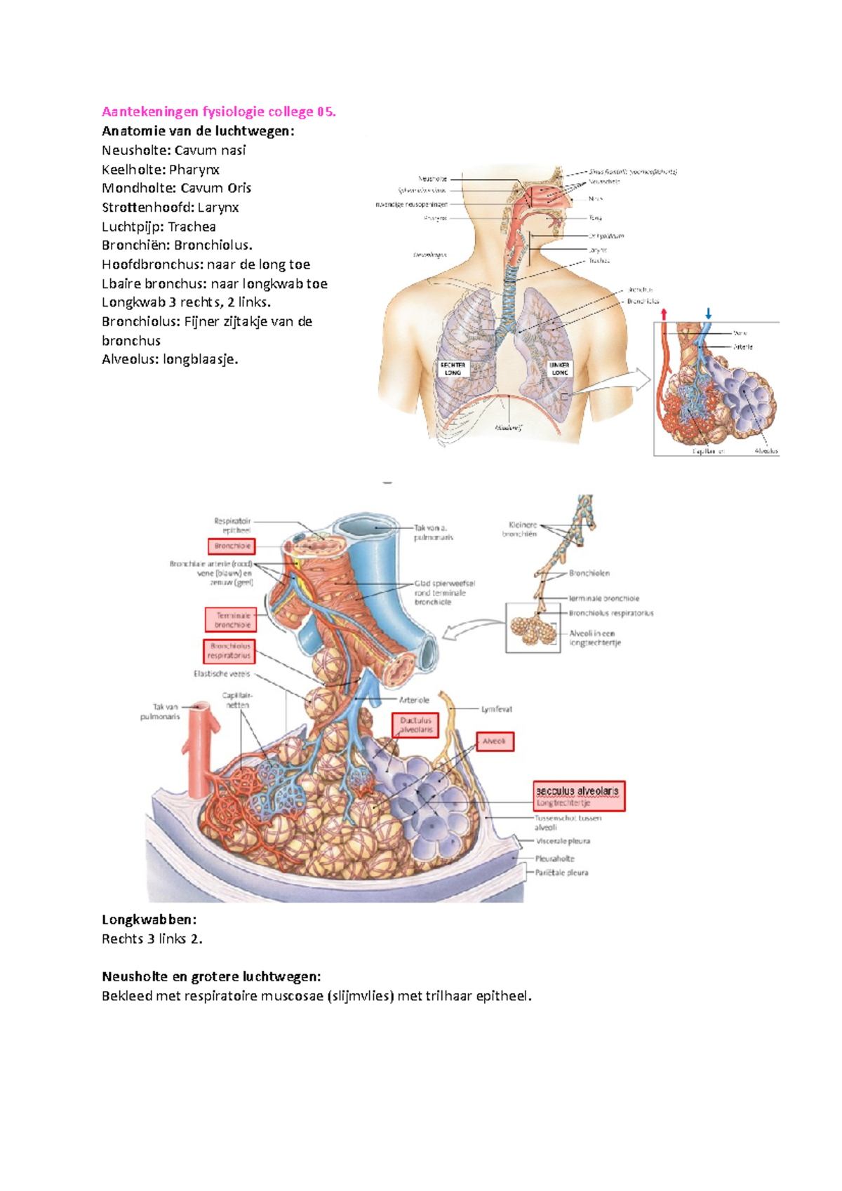 Aantekeningen fysiologie college 05 - Anatomie van de luchtwegen ...