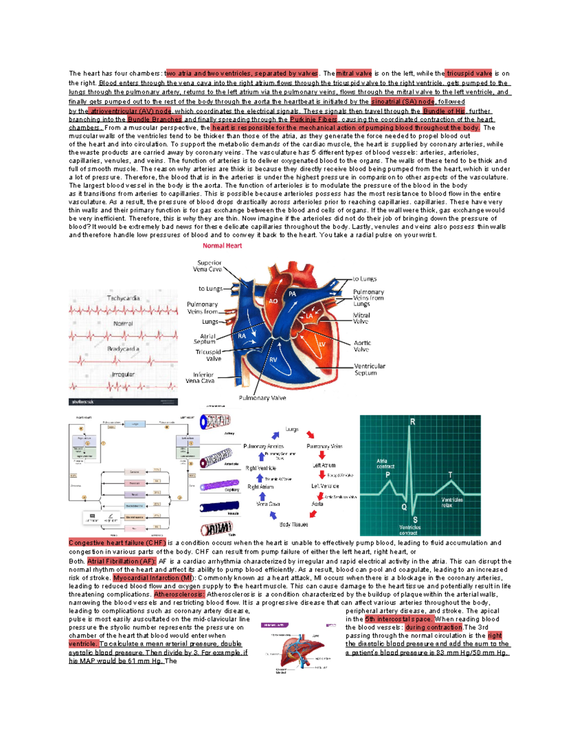 Anatomy cheat sheet - Cardiovascular, excretory, and lymphatic systems ...