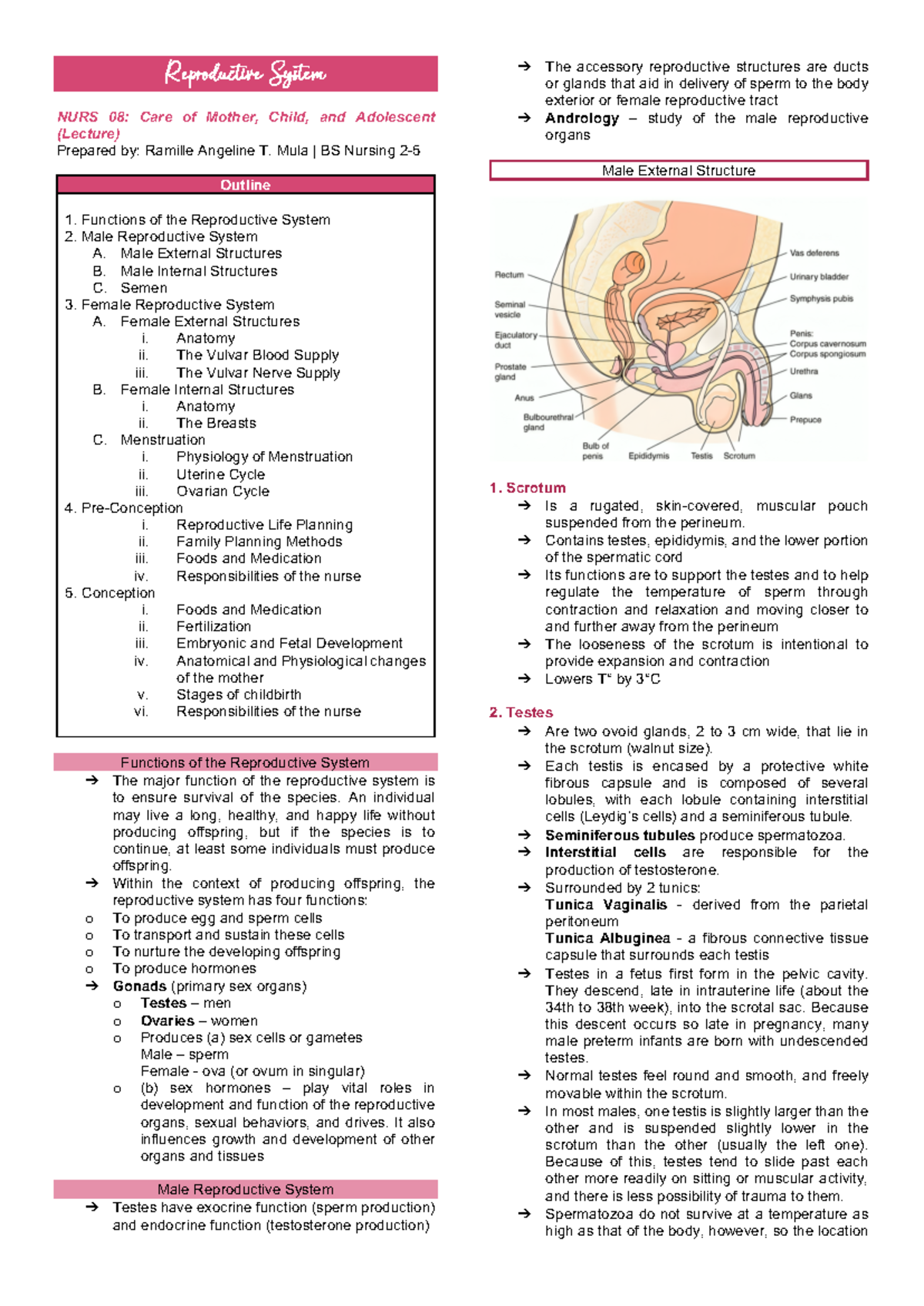 Reproductive System Cheat Sheet - Reproductive System NURS 08: Care of ...