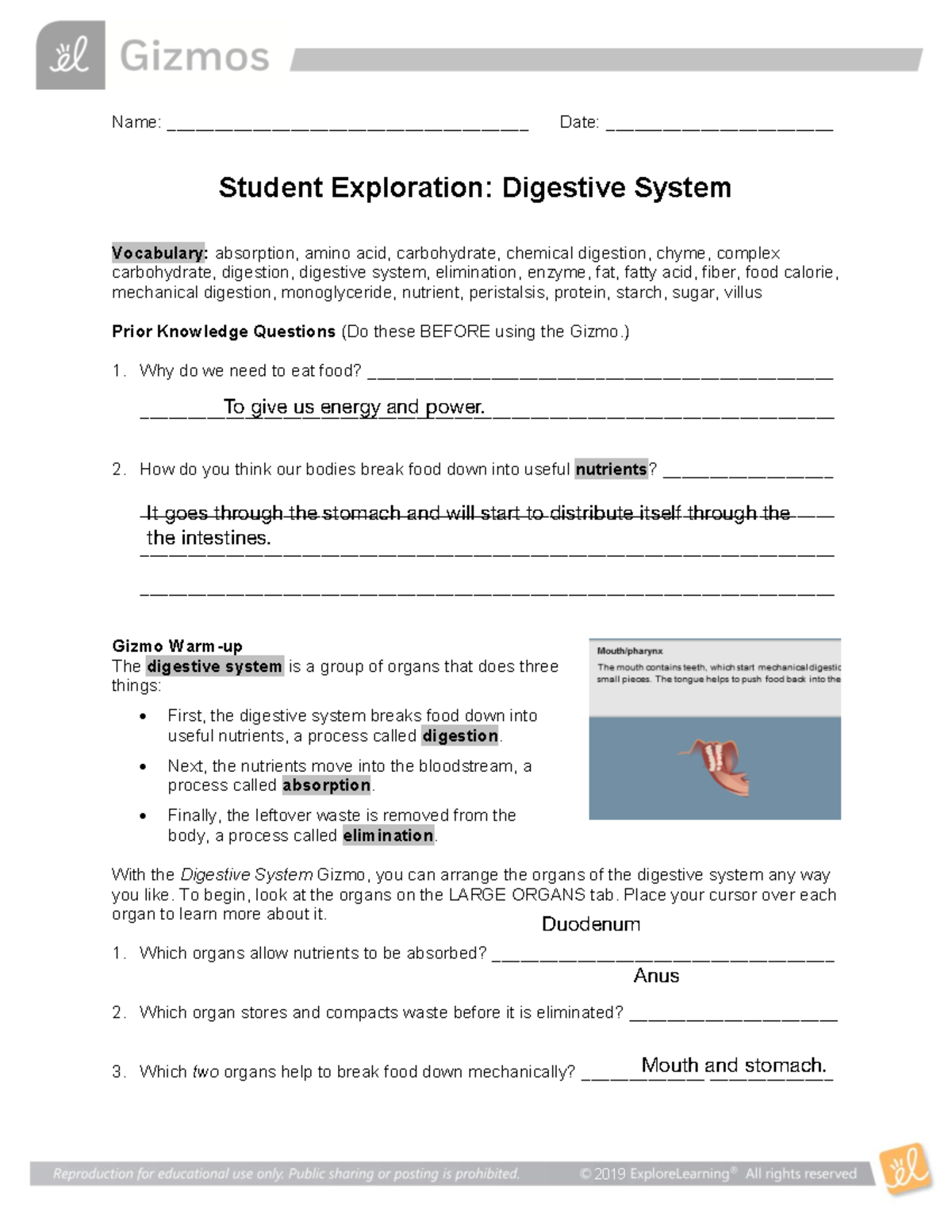 Digestive System SE - It will be correct don’t stress - Name