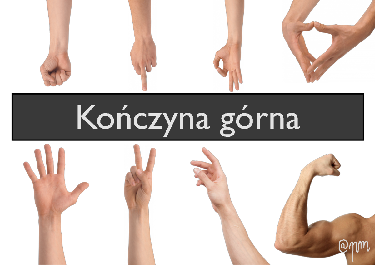Kończyna górna - ####### Kończyna górna @ pm ⑨ ftp#omkezcypxeygqgd ...
