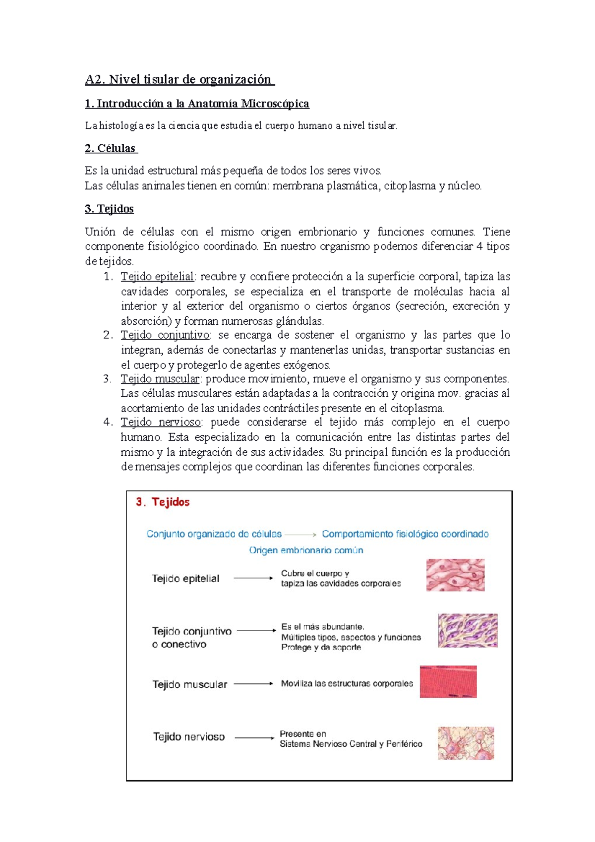 A2 nivel tisular de organizacion - A2. Nivel tisular de organización ...