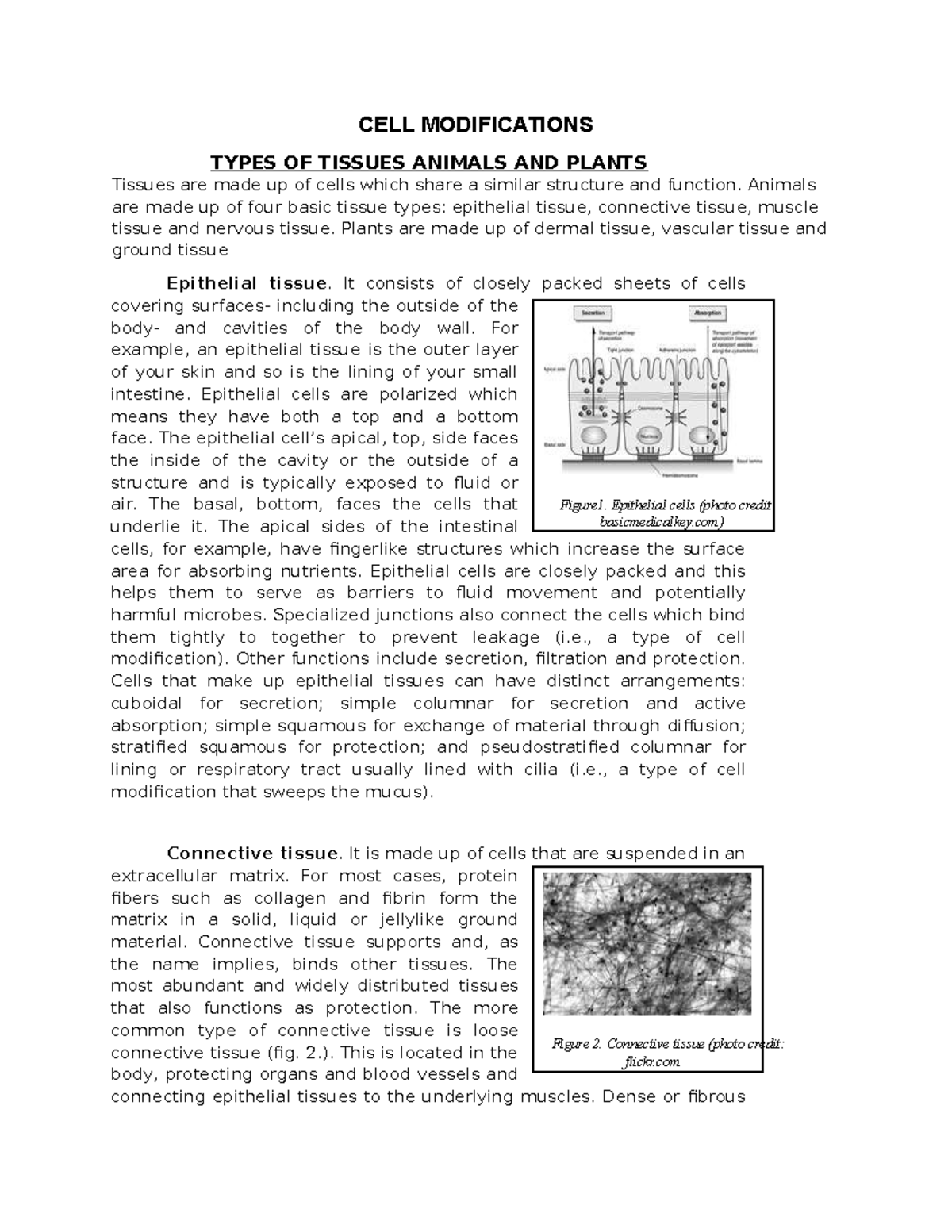 CELL Modifications - hellour - CELL MODIFICATIONS TYPES OF TISSUES ANIMALS AND PLANTS Tissues ...