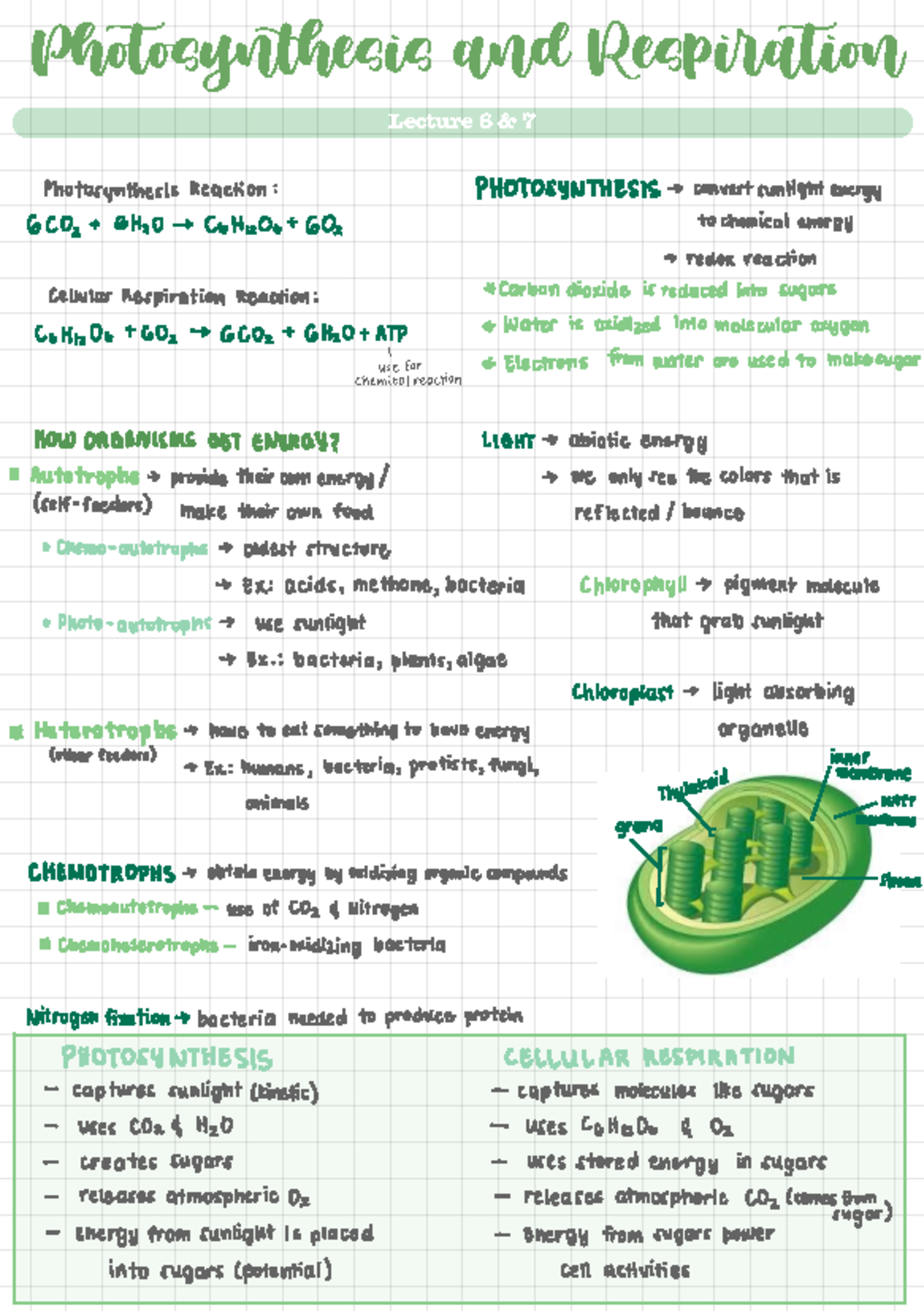 BIO 1 - Lectures 3 - Photosynthesis and Respiration - Photosynesis and ...