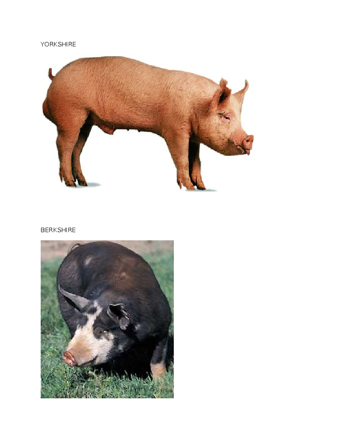 Pig compress - swine - YORKSHIRE BERKSHIRE DUROC HAMPSHIRE Landrace ...