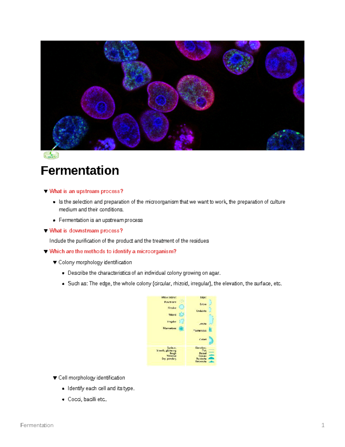 Fermentation - 🧫 Fermentation What is an upstream process? Is the ...