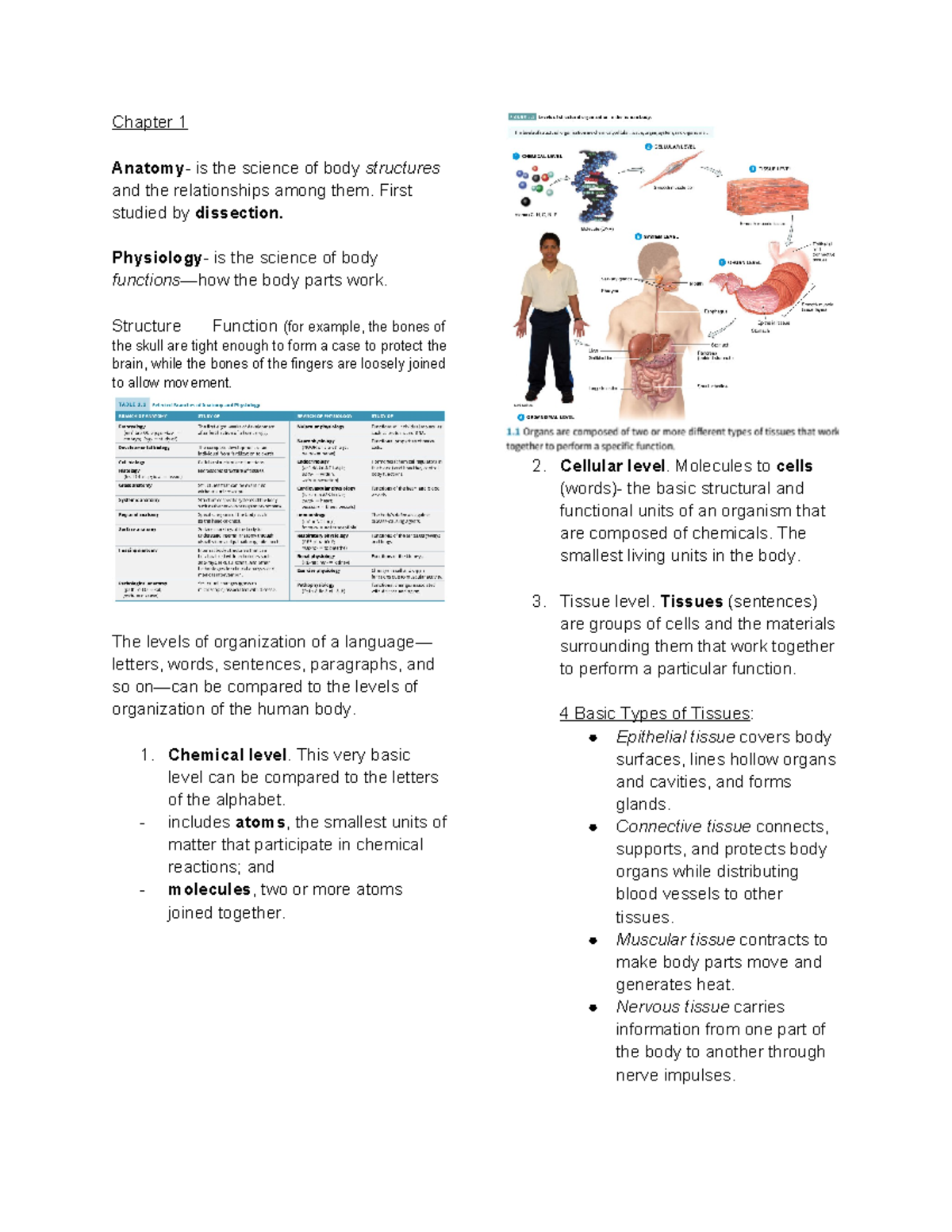 Ch 1 Introduction to the Human Body - Chapter 1 Anatomy- is the science ...