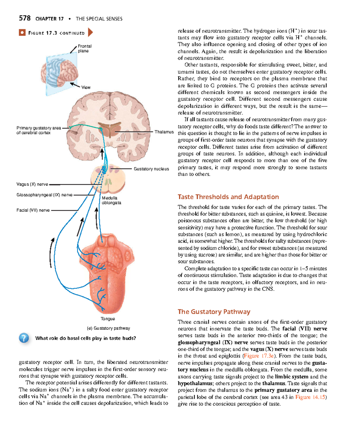 Anatomyand Physiology-204 - 578 CHAPTER 17 • THE SPECIAL SENSES release ...