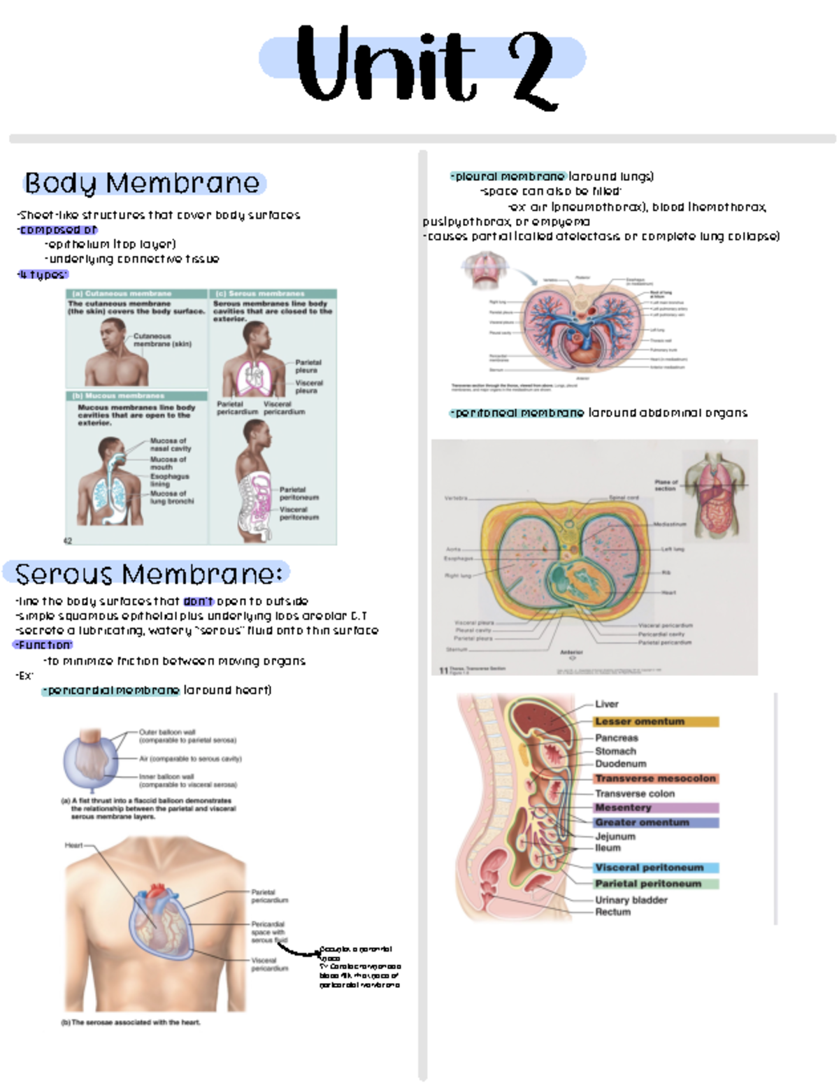 Unit 2 Lecture Rewritten Notes - Unit 2 Body Membrane -Sheet-like ...