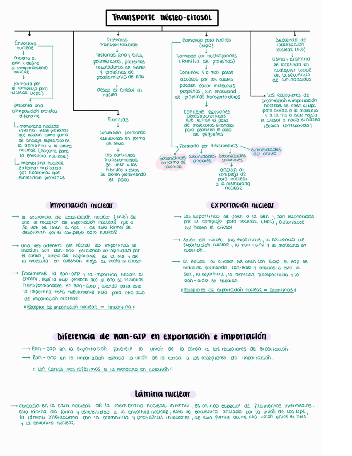 Transporte nucleo citosol - TRANSPOTTE Proteínas Envoltura Complejo ...