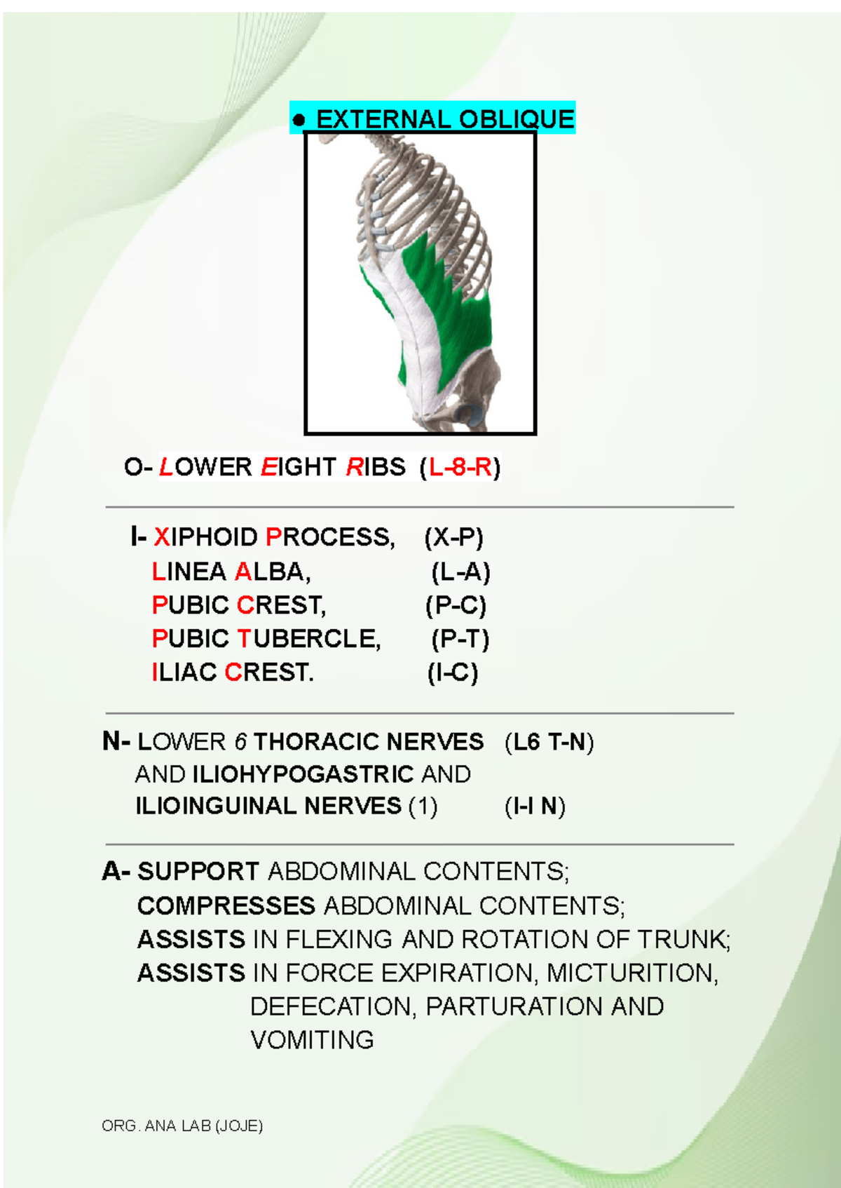 OINA( Abdomen) - notes about muscles in thorax - EXTERNAL OBLIQUE O ...