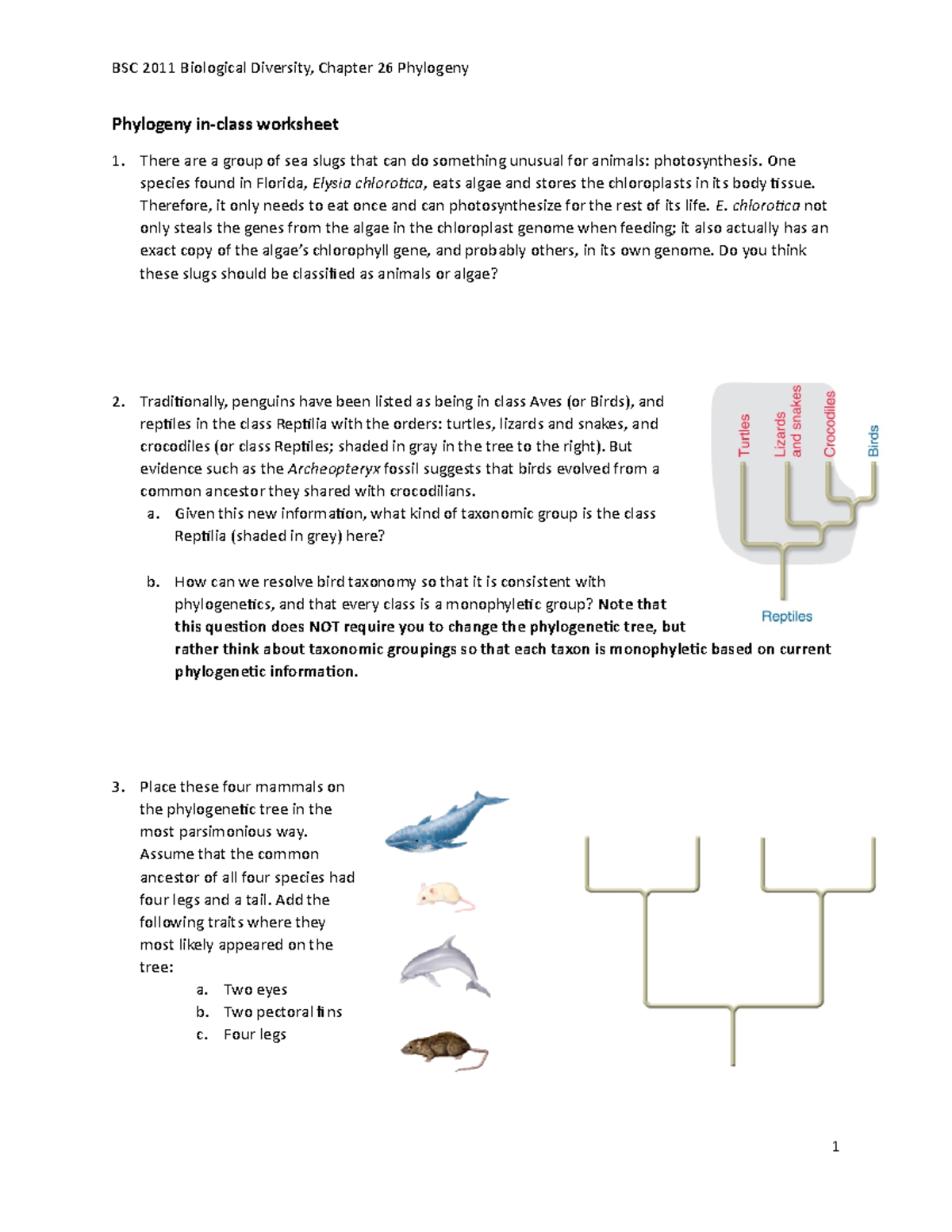 26 Phylogeny Worksheet in class - BSC 2011 Biological Diversity ...