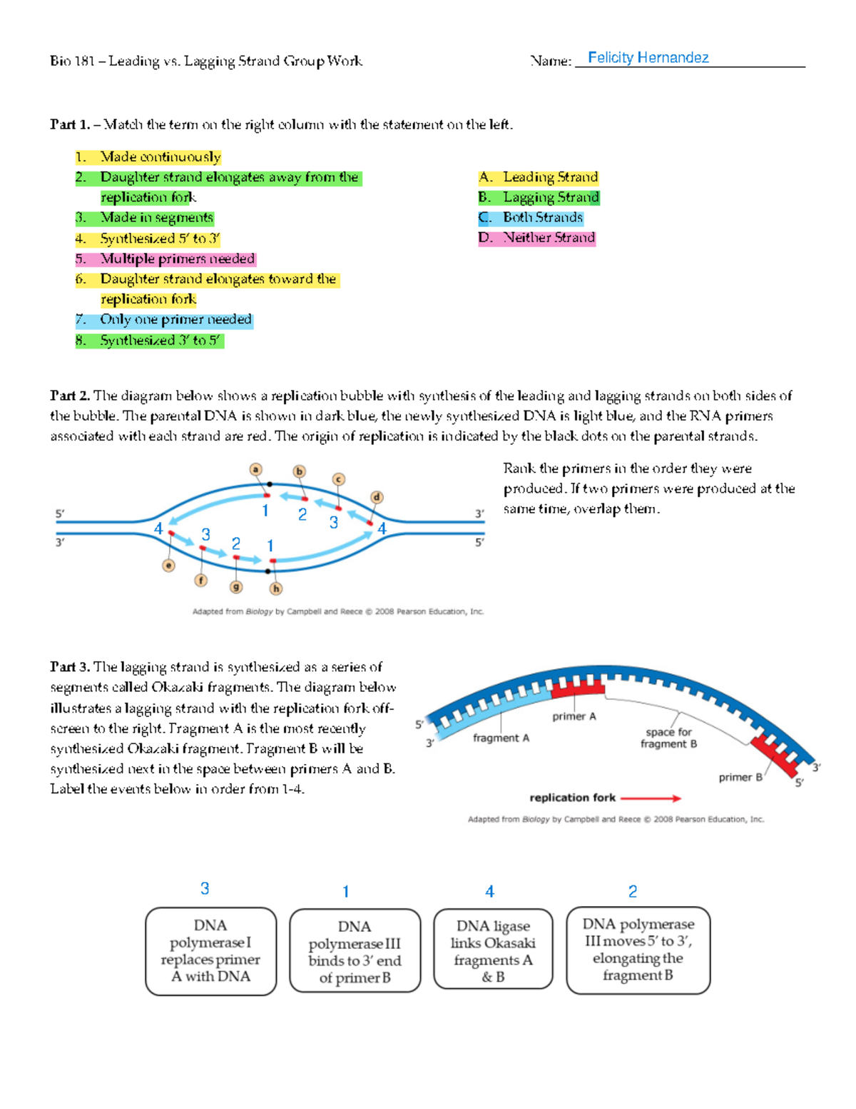 Leading and Lagging Strand Worksheet - Bio 181 – Leading vs. Lagging ...