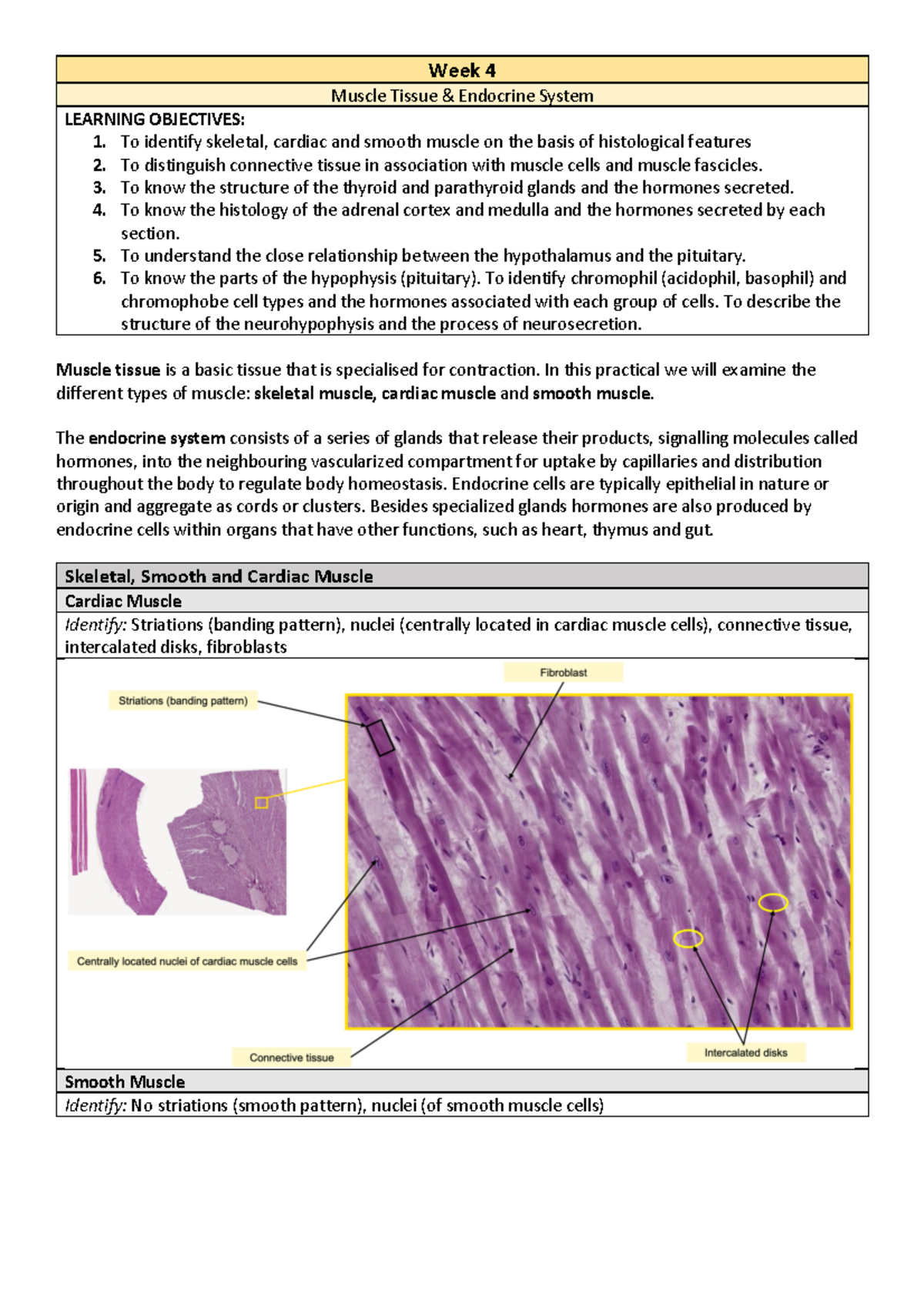 ANAT2241 - Lab Notes Wk 4 - Week 4 Muscle Tissue & Endocrine System ...