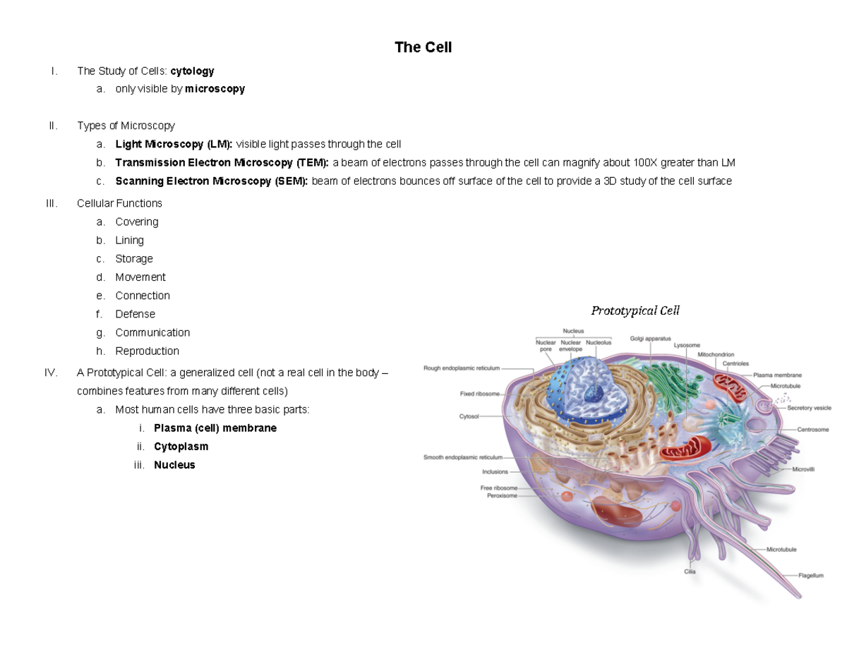 BMS 107 - Cell Outline Summer-1 - The Cell I. The Study of Cells ...