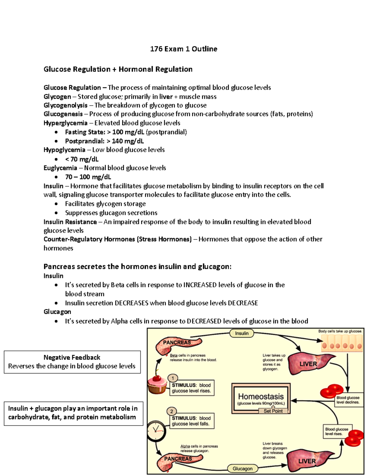 176 Exam 1 Outline - 176 Exam 1 Outline Glucose Regulation + Hormonal ...