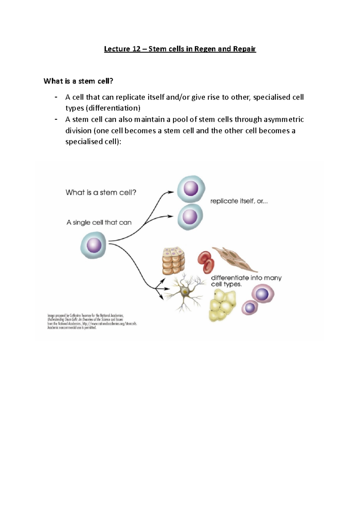 Lecture 12 - Stem Cells in Regen and Repair - Lecture 12 – Stem cells ...