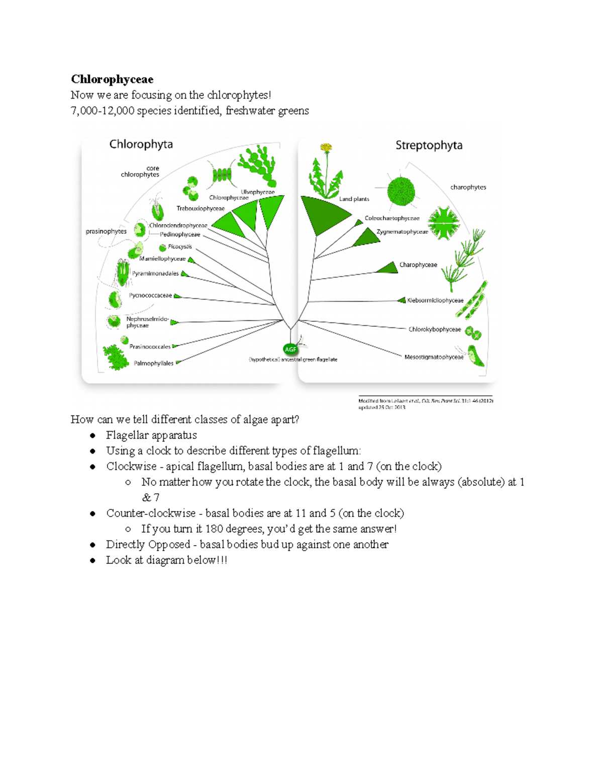 Chlorophyceae Trebouxiophyceae - DF = distal fiber, aka connecting ...