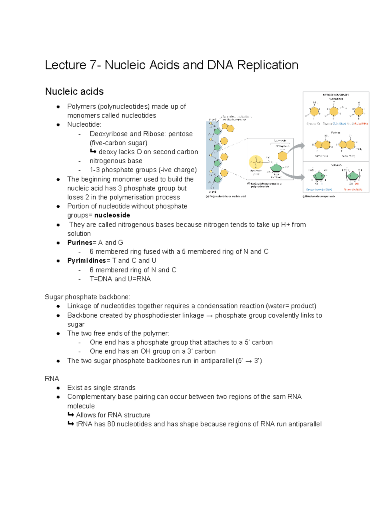 Lecture 7- Nucleic Acids and DNA Replication - Google Docs - Lecture 7 ...