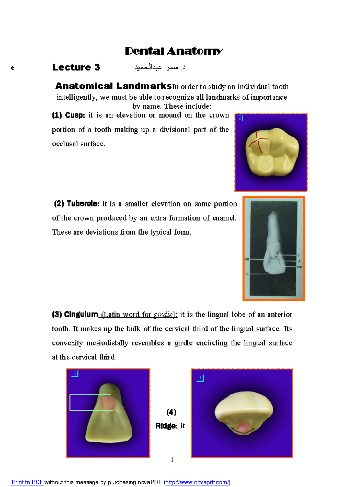 Lecture 3- Anatomy - 1 e c Dental Anatomy Lecture 3 عبدالحمیدسمر.د ...