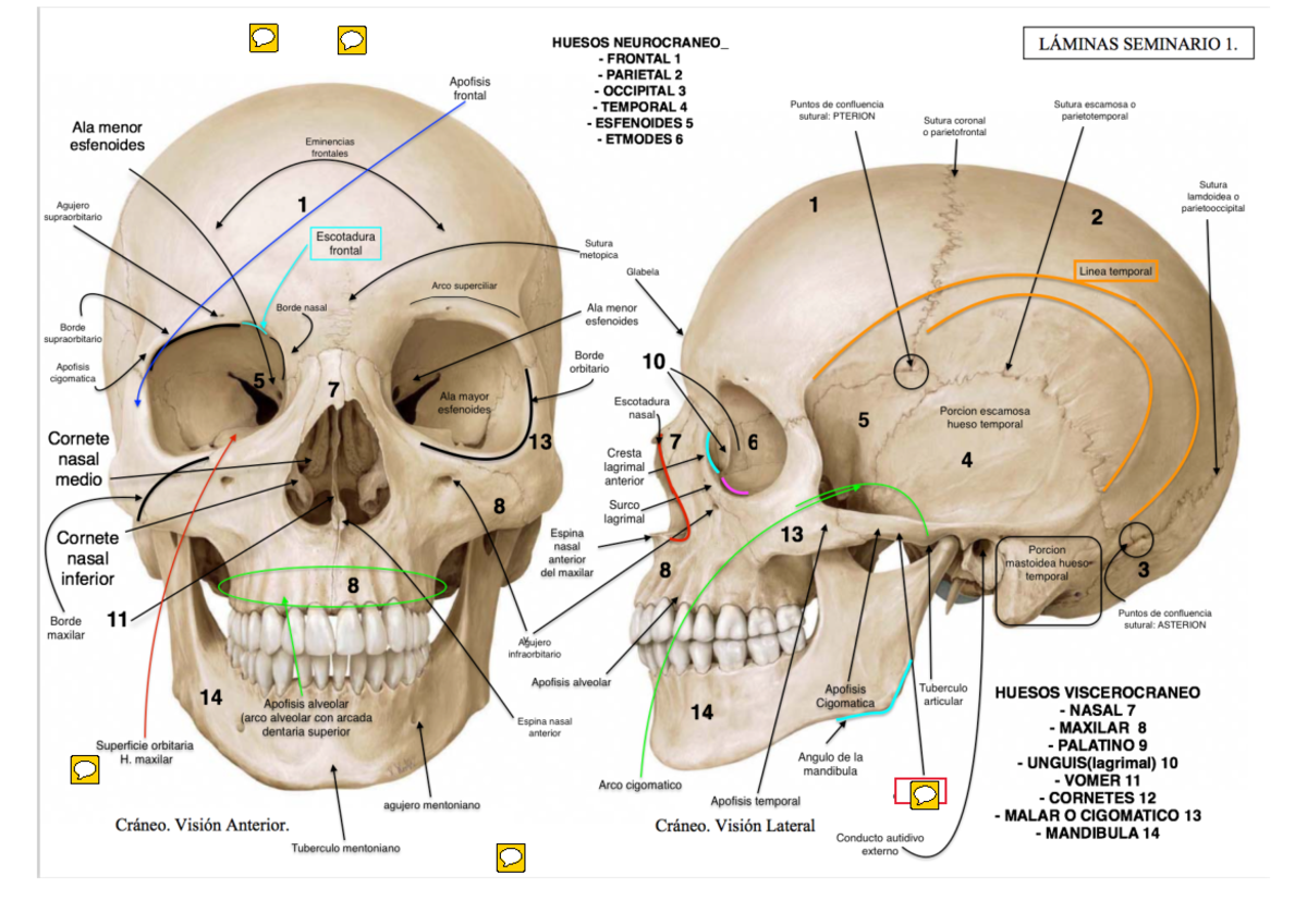 Seminario 3, Anatomia 2, UCAM - Warning: Error during font loading: XMLHttpRequest is not ...