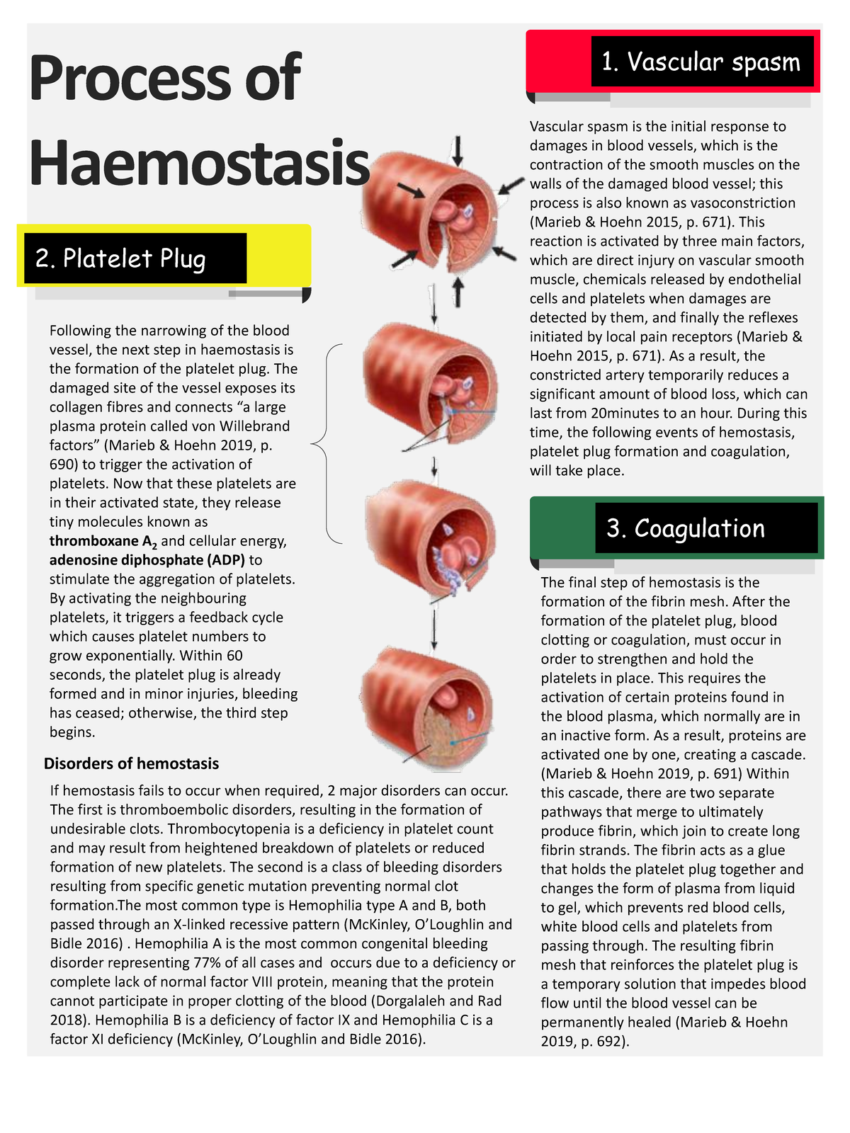 Education Infographic - Process of Haemostasis 1. Vascular spasm 2 ...