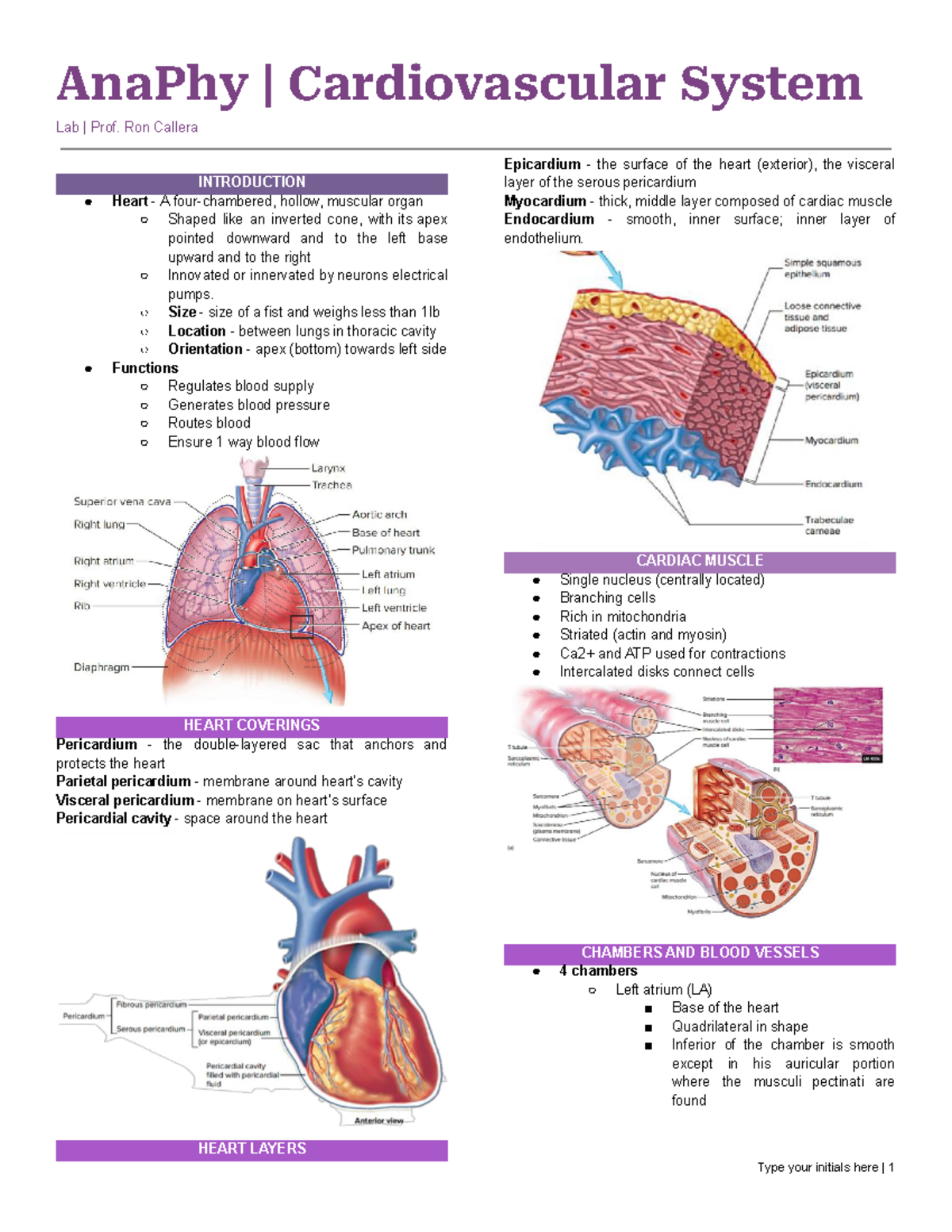 Anaphy LAB Transes (cardio-heart and blood flow) - AnaPhy ...
